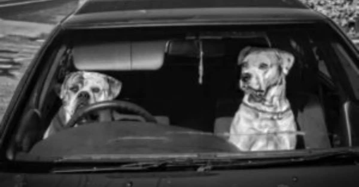 The Ins And Outs Of California Law About Dogs In Cars the-ins-and-outs-of-california-law-about-dogs-in-cars